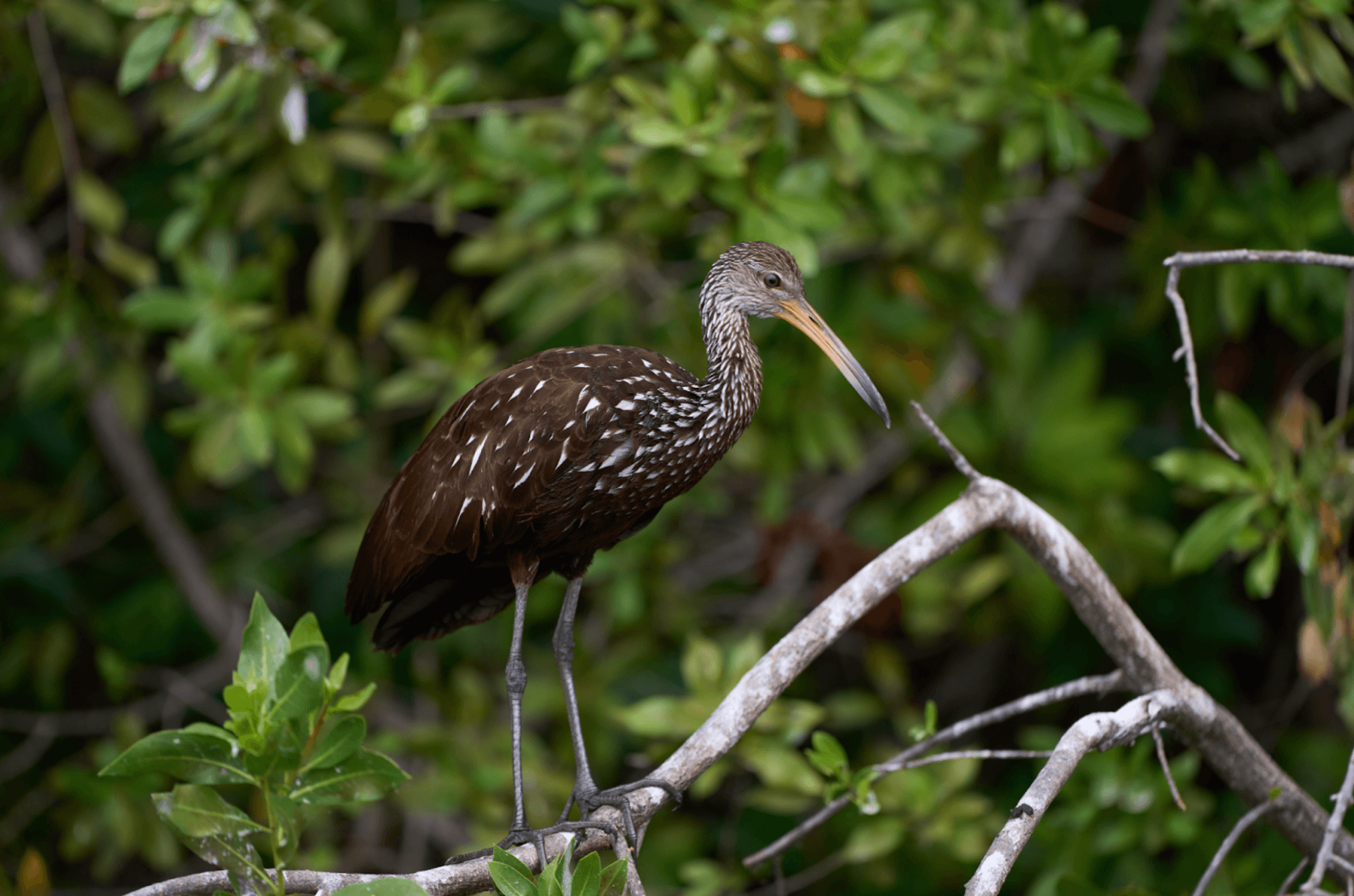 Explore the Riviera Maya Wildlife: Eco-Tours for Bird and Animal ...