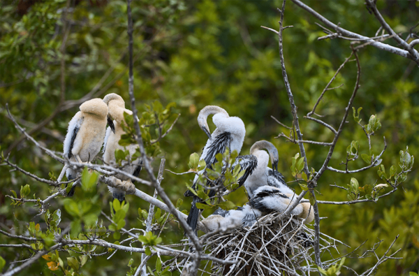 Explore the Riviera Maya Wildlife: Eco-Tours for Bird and Animal ...